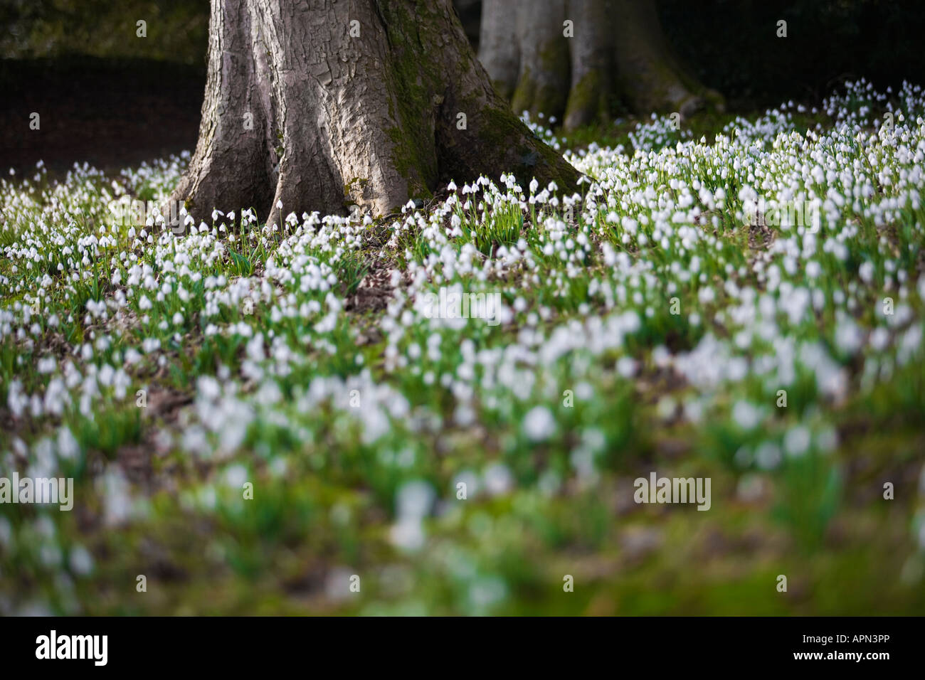 Snowdrops at Colesbourne Park Estate Gloucestershire UK Stock Photo - Alamy
