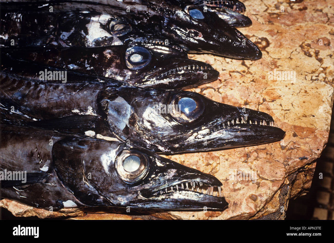 The heads of scabbard fish espada with enormous eyes and jagged teeth ...