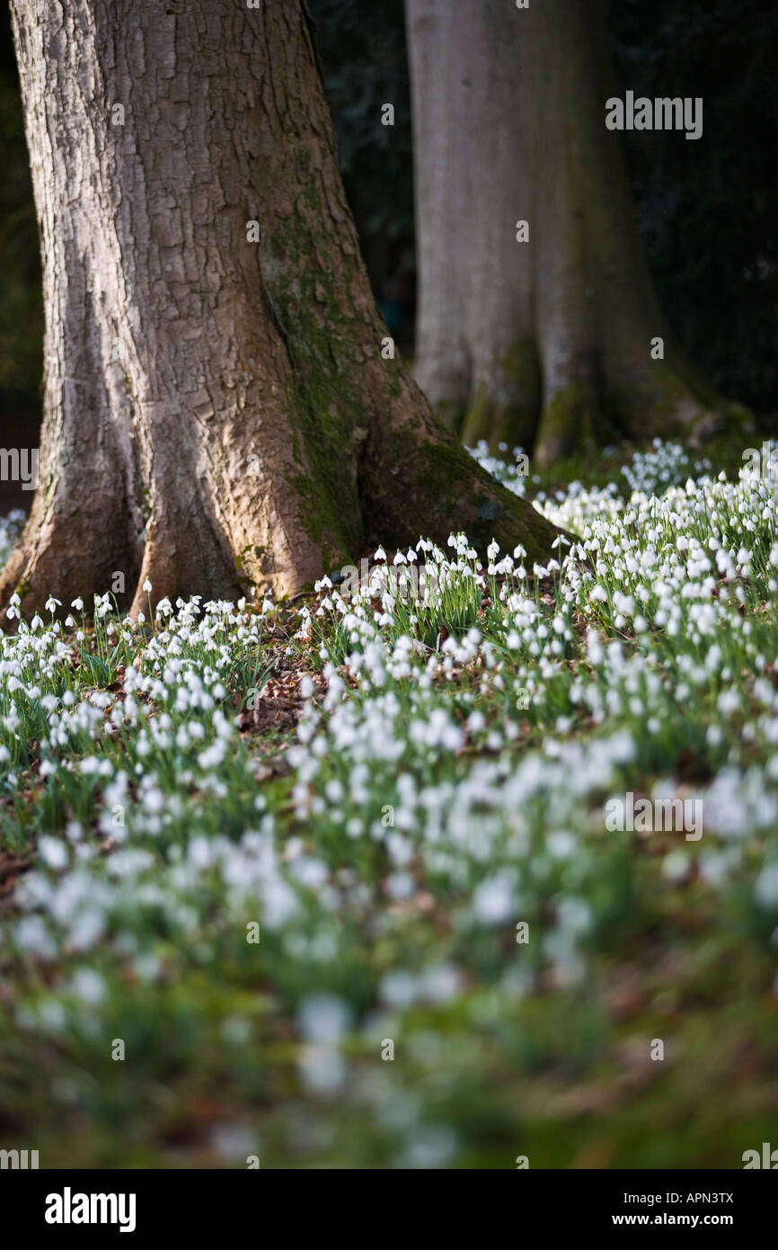 Snowdrops at Colesbourne Park Estate Gloucestershire UK Stock Photo - Alamy