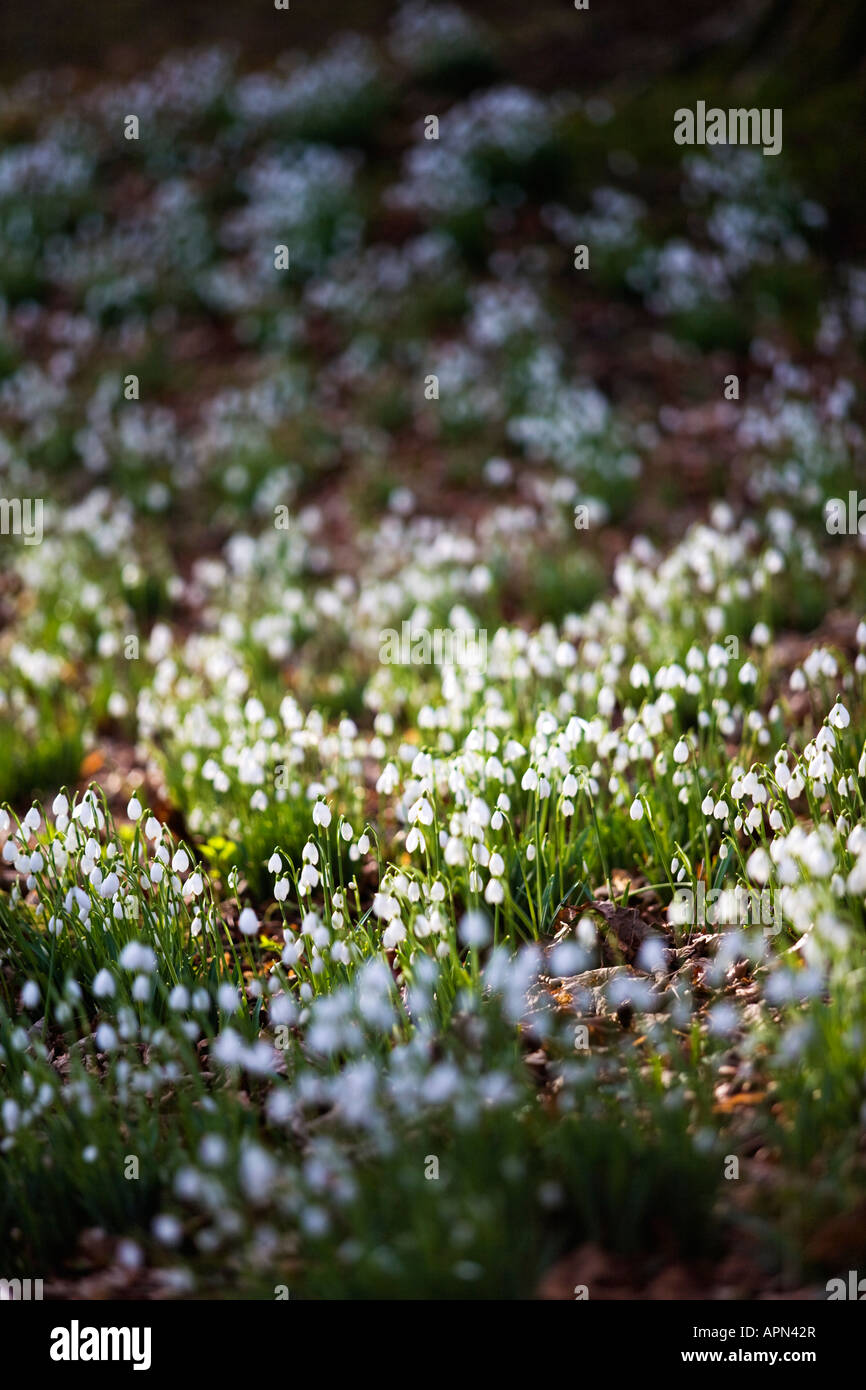 Snowdrops at Colesbourne Park Estate Gloucestershire UK Stock Photo - Alamy
