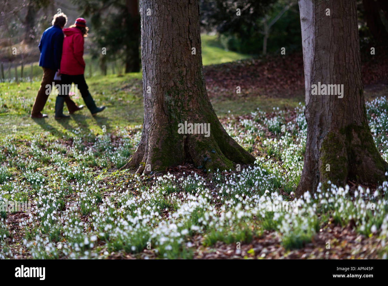 Snowdrops people hi-res stock photography and images - Alamy
