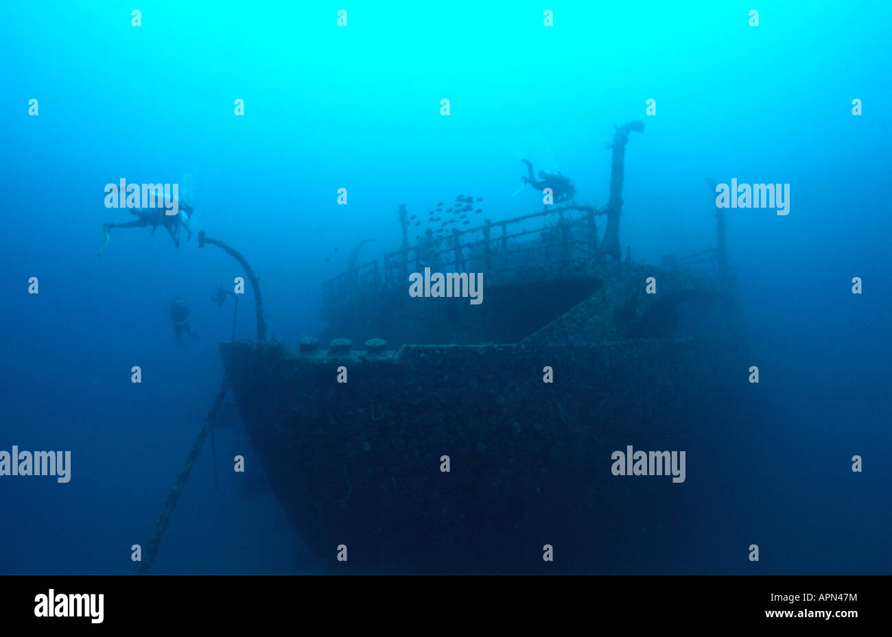 Barbados Reef Fish High Resolution Stock Photography and Images - Alamy