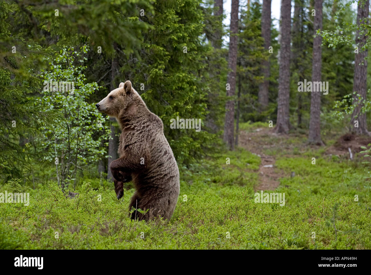 Open woodland omnivore hi-res stock photography and images - Alamy