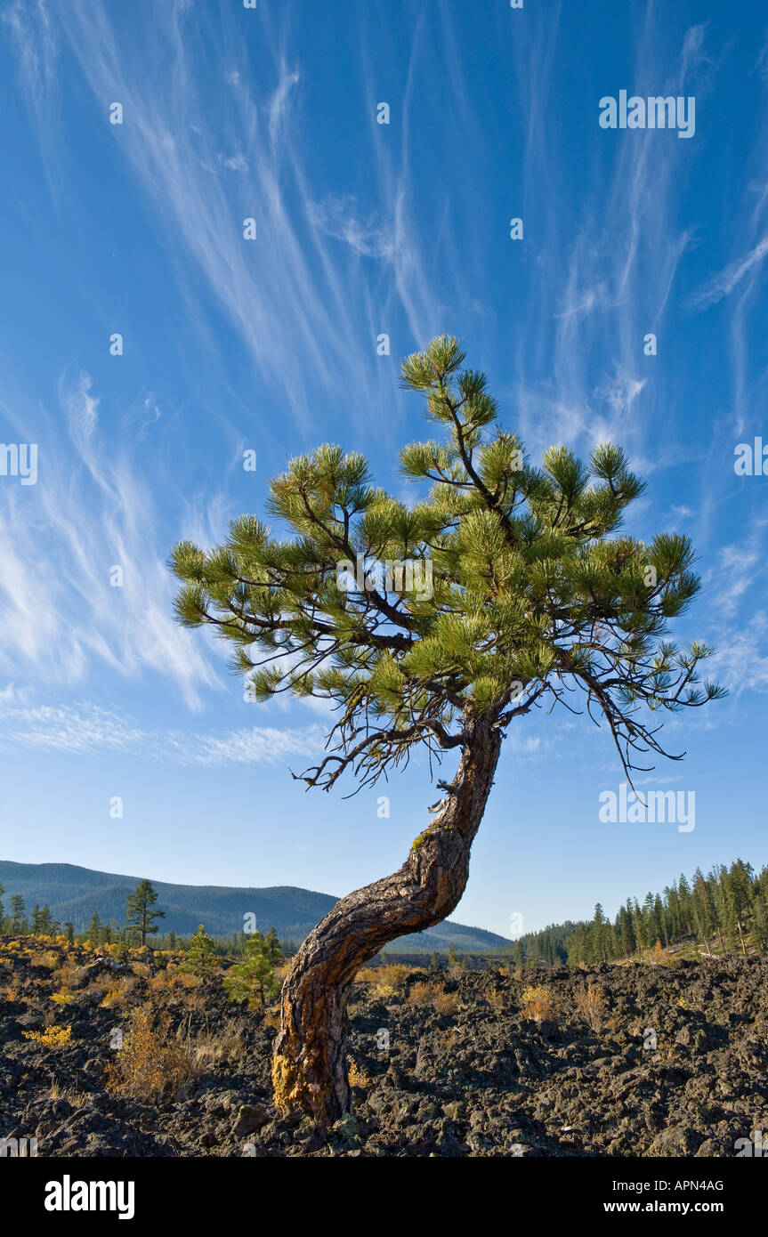 Contorted pine tree growing on lava flow at Lava Cast Forest Newberry ...