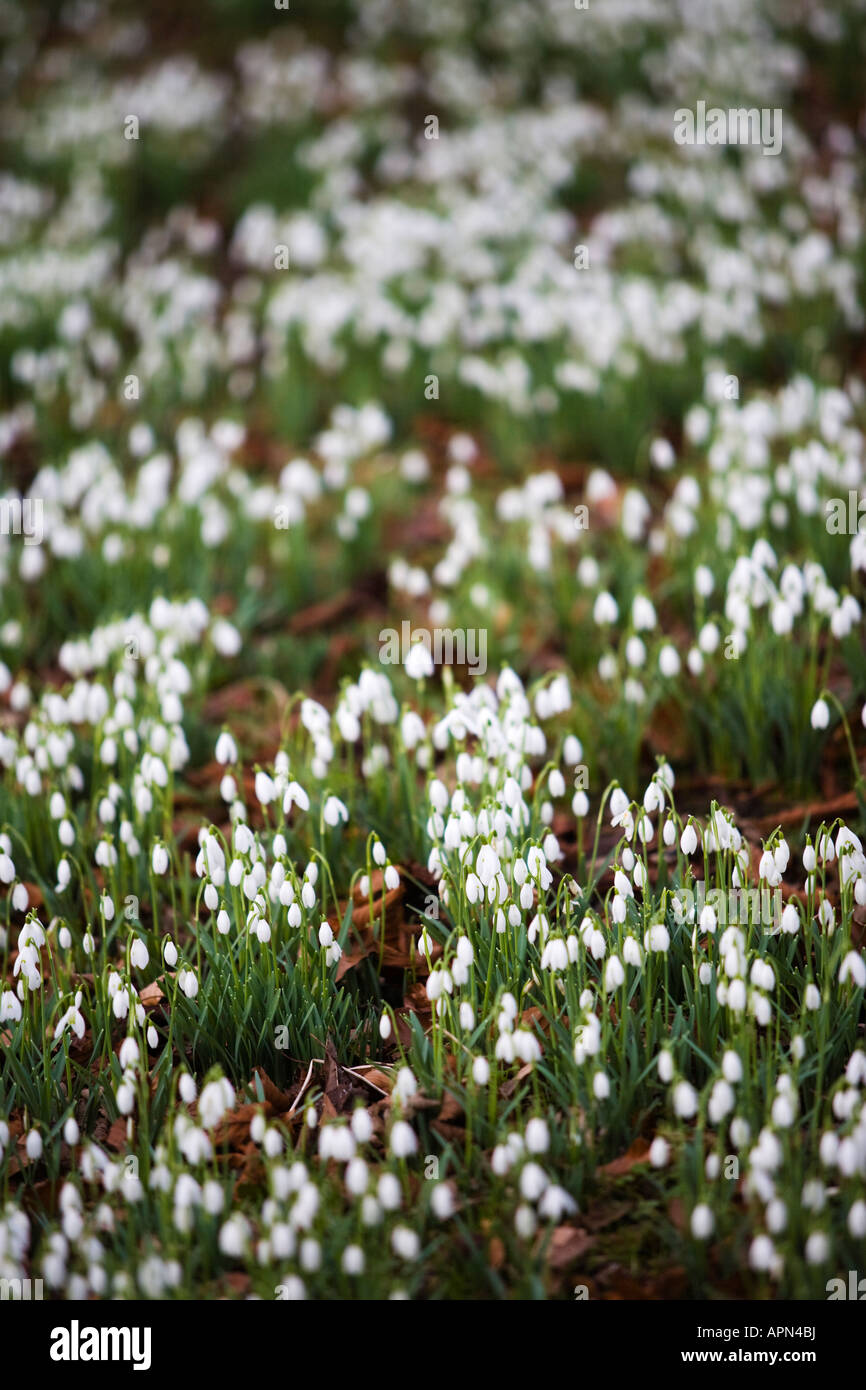 Snowdrops at Colesbourne Park Estate Gloucestershire UK Stock Photo - Alamy