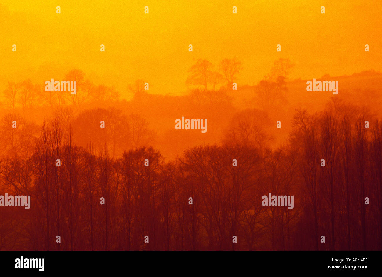 Beautiful trees england hi-res stock photography and images - Alamy