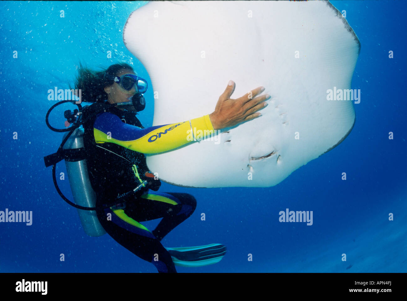 divers enjoying stingray diving in Barbados Stock Photo - Alamy