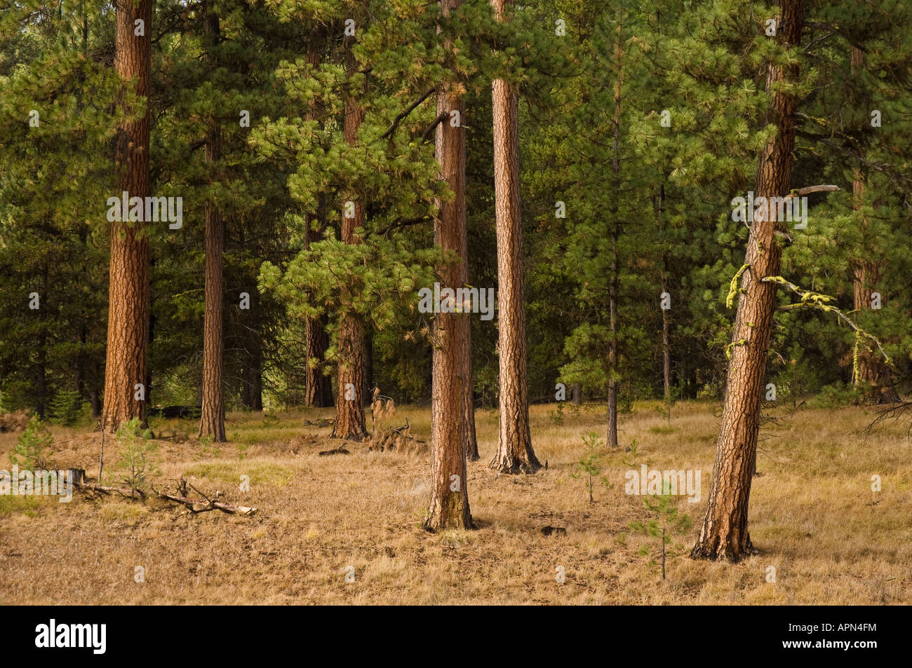 Ochoco national forest hi-res stock photography and images - Alamy