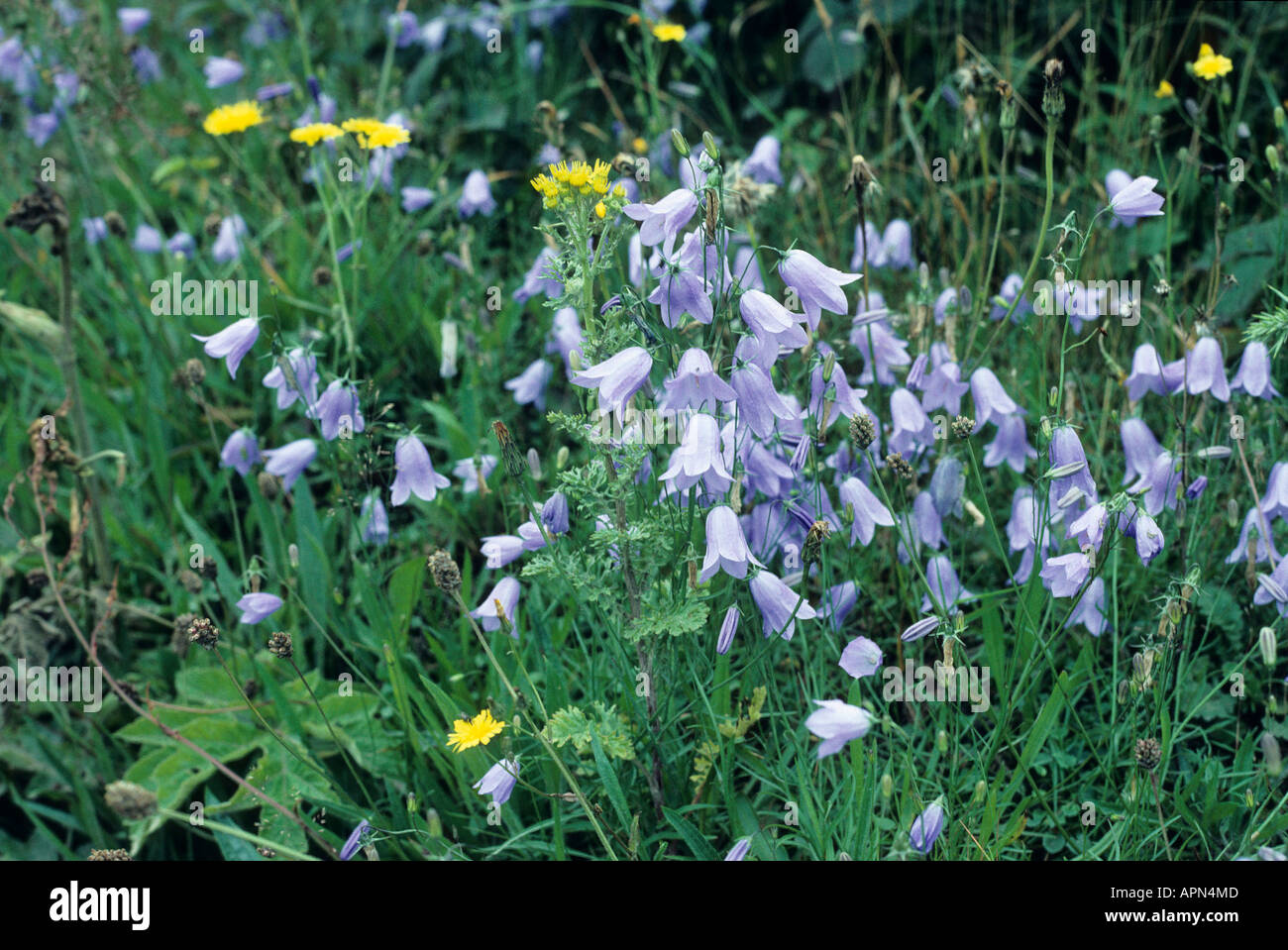 Hare bells hi-res stock photography and images - Alamy