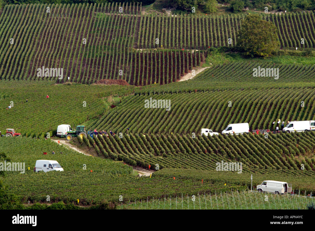 Transporting grapes hi-res stock photography and images - Alamy