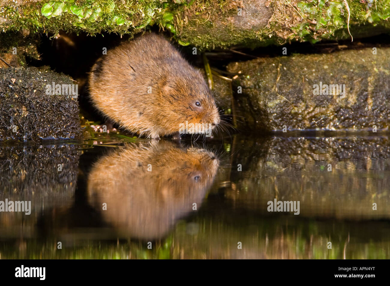 Water voles uk hi-res stock photography and images - Alamy