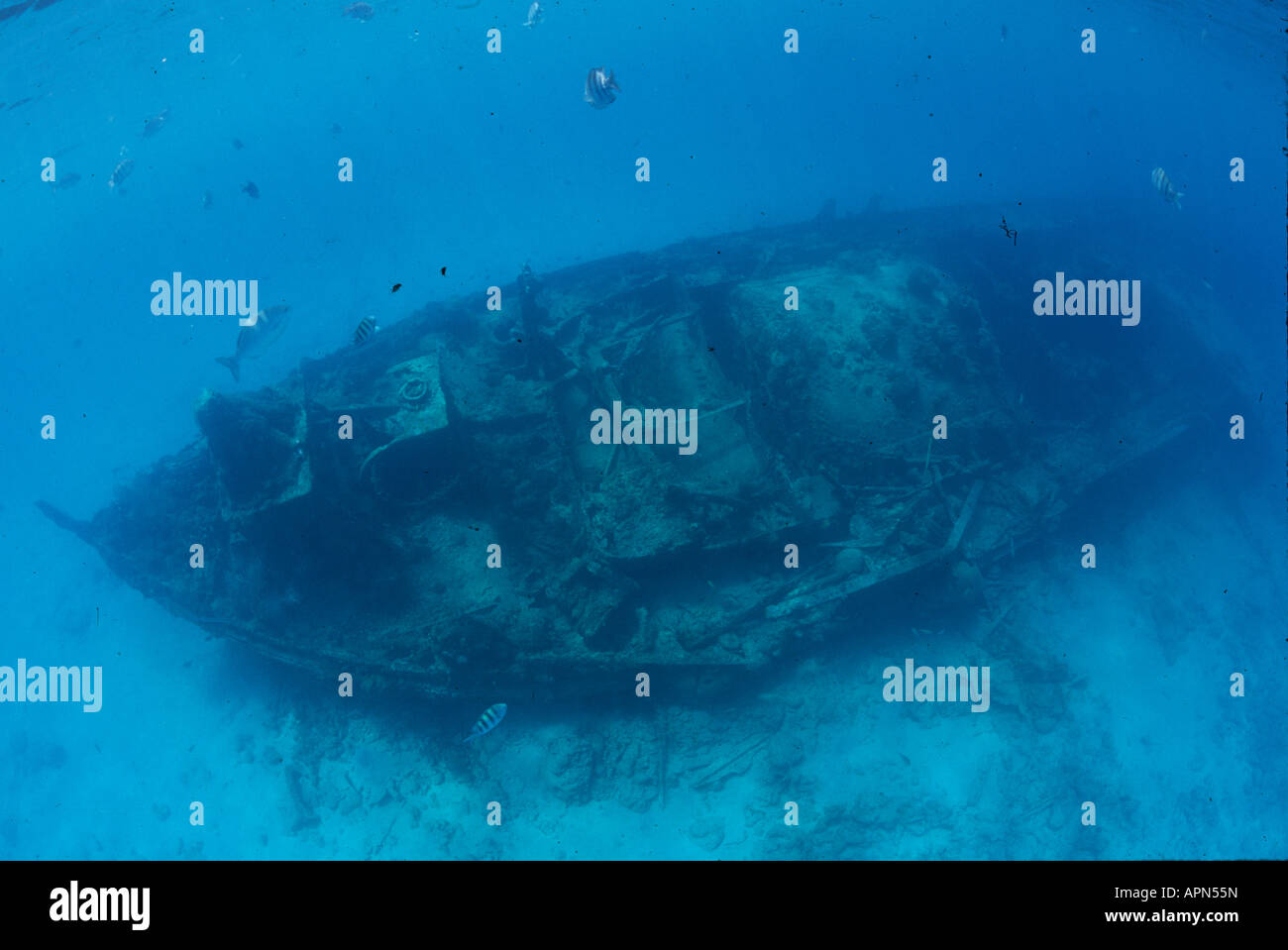 Barbados Reef Fish High Resolution Stock Photography and Images - Alamy