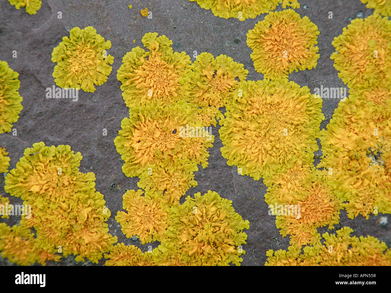 Yellow lichen colonies contrasting with old red sandstone rocks Stock ...