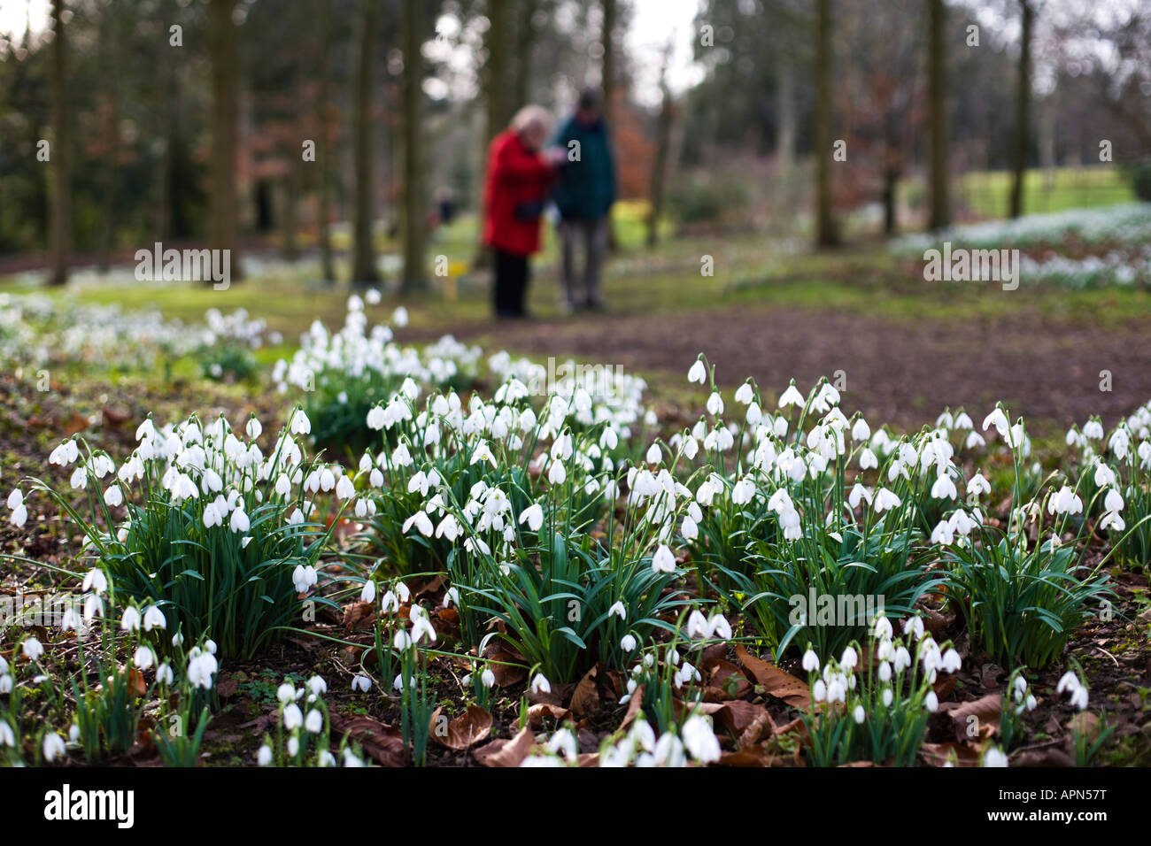 Colesbourne park hi-res stock photography and images - Alamy