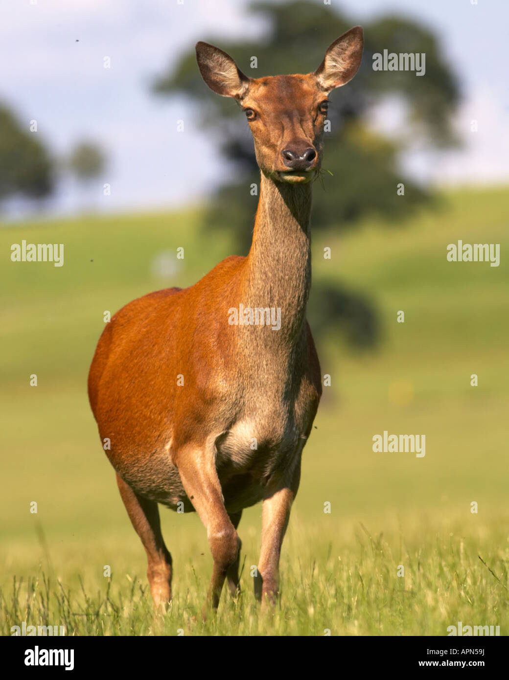 Hind Red deer in park Stock Photo - Alamy