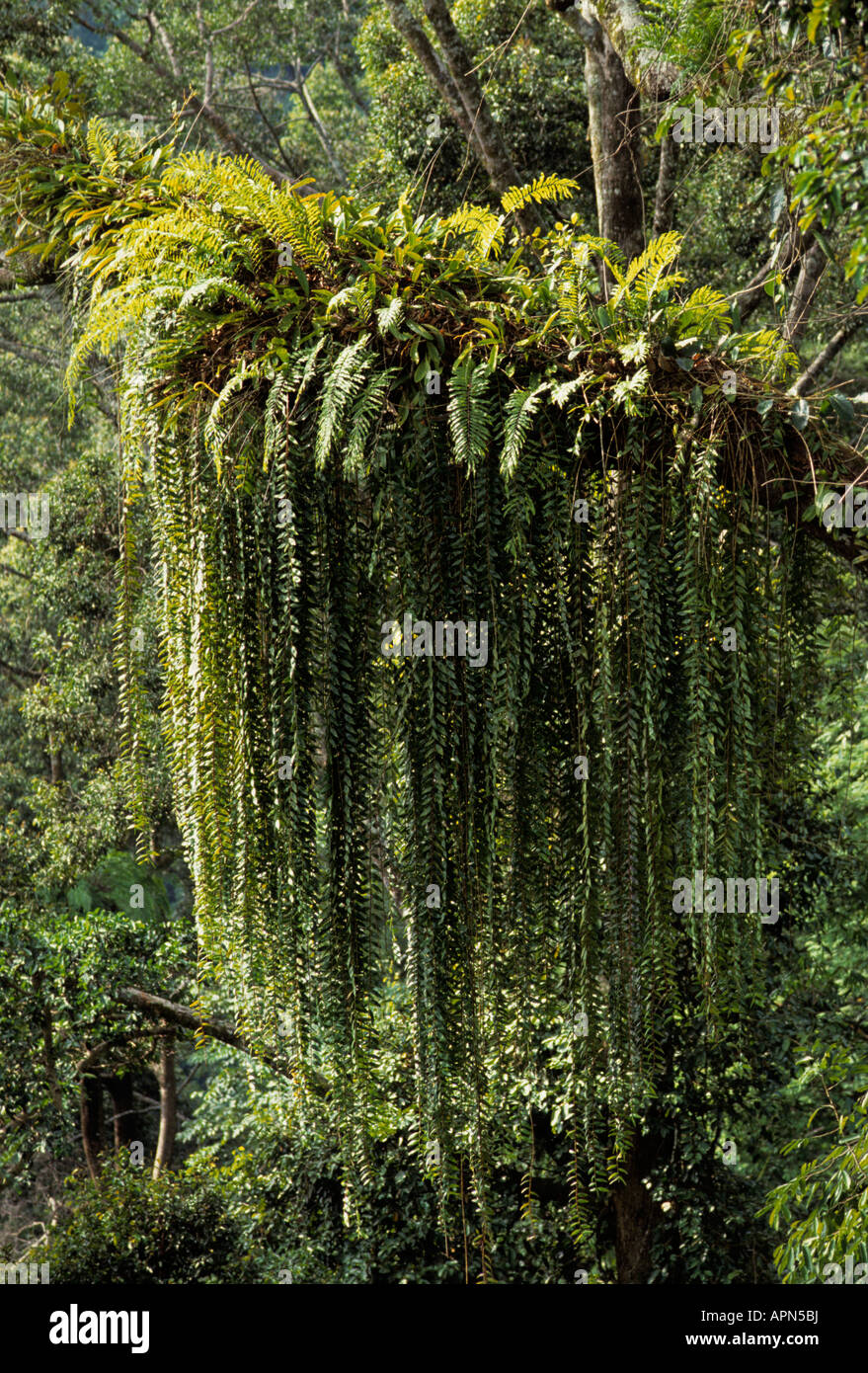 Giant epiphytic fern in tree Rainforest canopy. Sabah Malaysia Stock ...