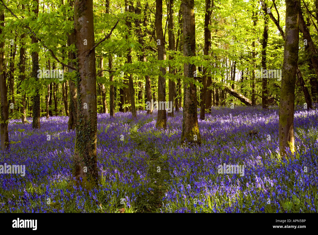 Bluebell Woods at Coed Cefn Crickhowell near Abergavenny Wales UK Stock ...