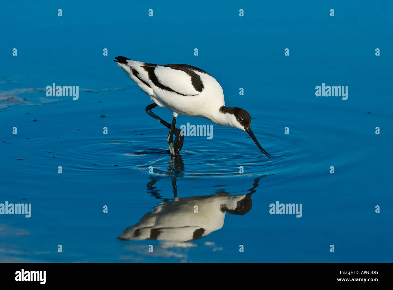 Saebelschnaebler Recurvirostra avosetta Pied avocet Stock Photo - Alamy