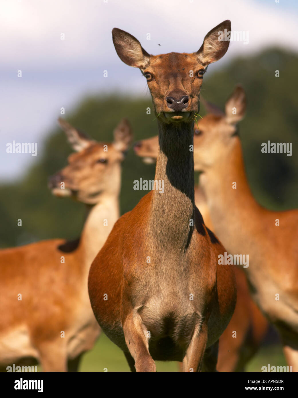 Hind Red deer aware Stock Photo - Alamy