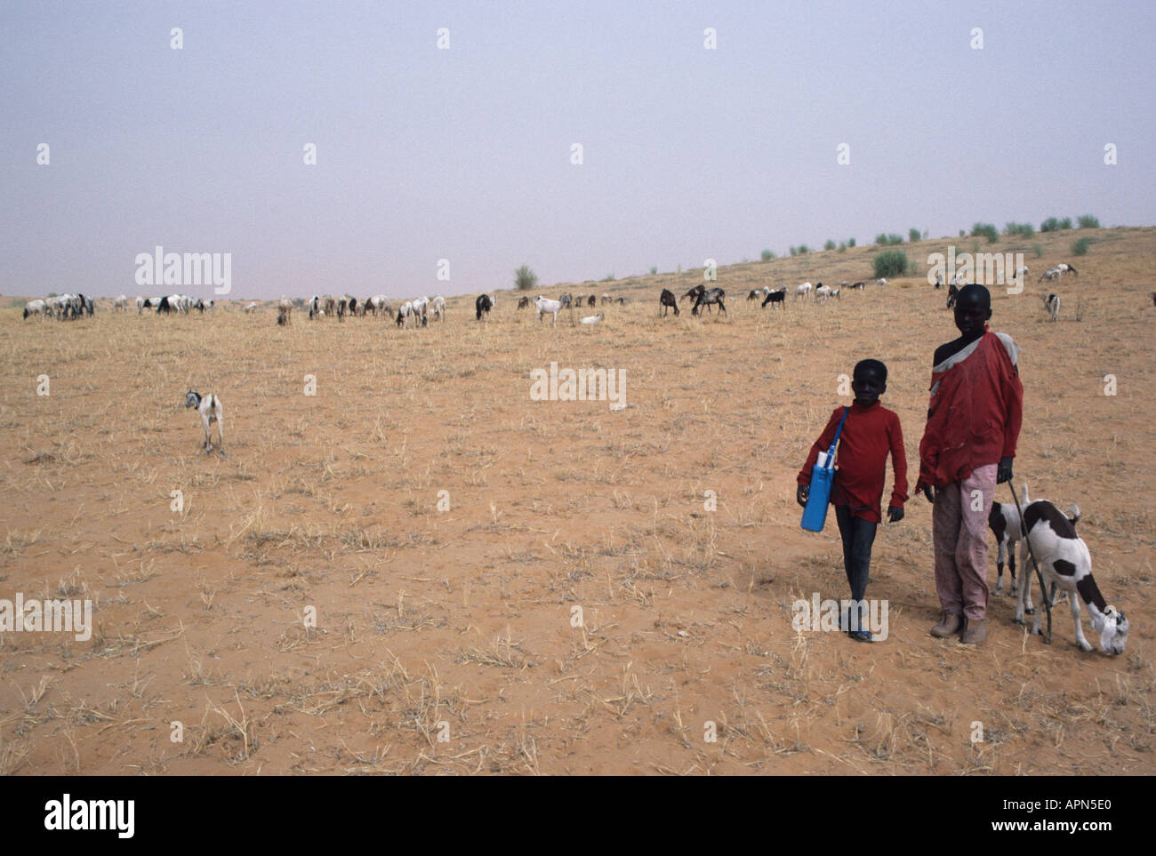 Sahel desert africa goats hi-res stock photography and images - Alamy