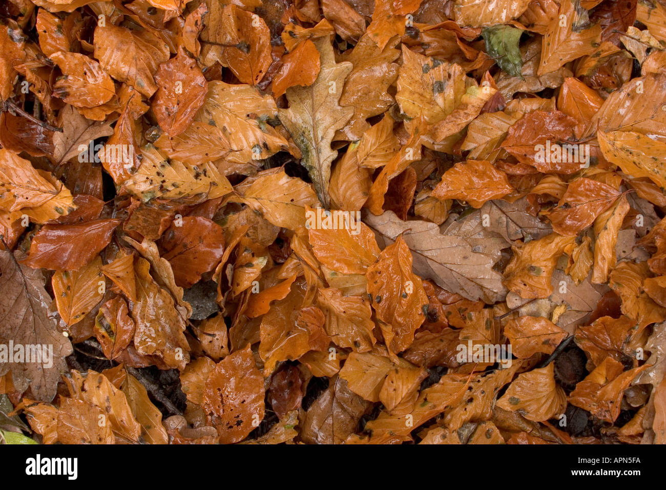 Autumn leaves on the ground damp with rain Stock Photo - Alamy