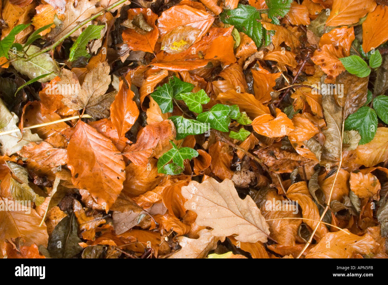 Autumn leaves on the ground damp with rain Stock Photo - Alamy