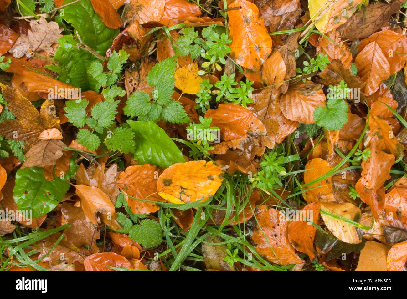Autumn leaves on the ground damp with rain Stock Photo - Alamy