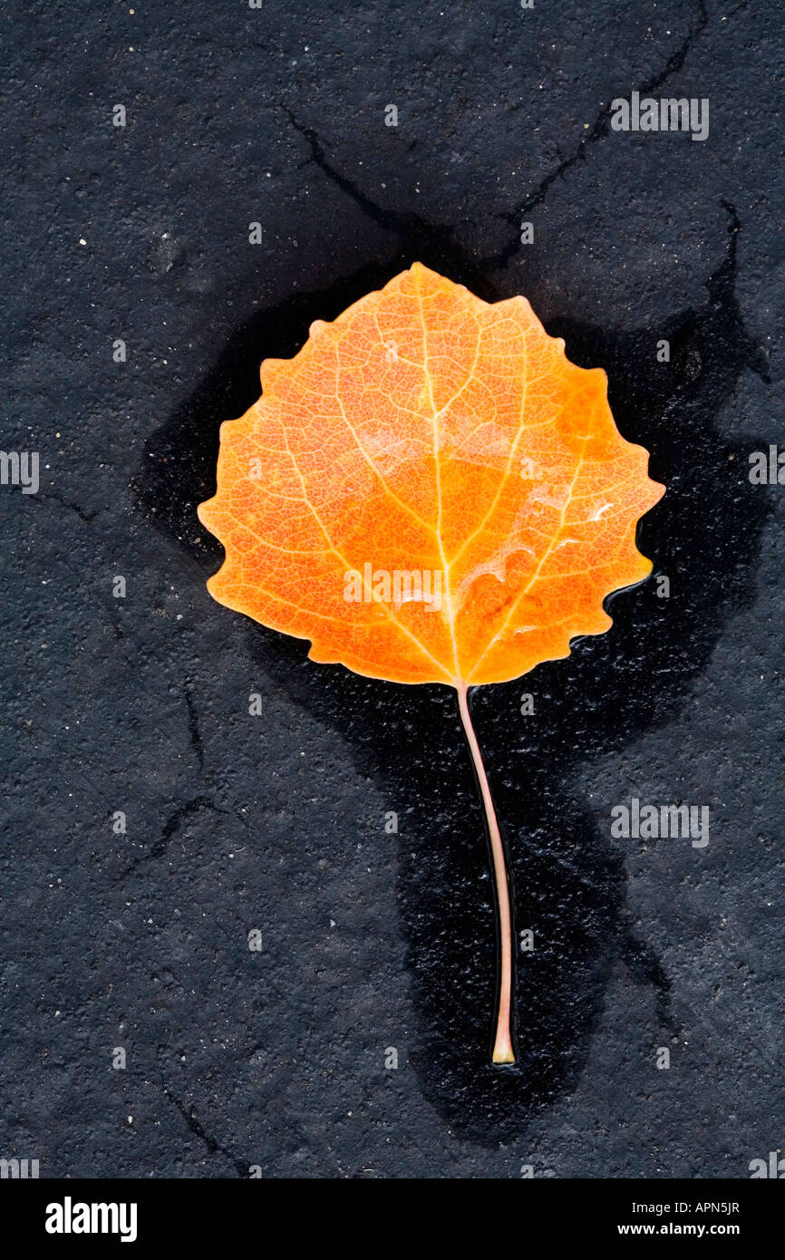 Swedish aspen leaf Populus trumula erecta in golden orange on fresh ...