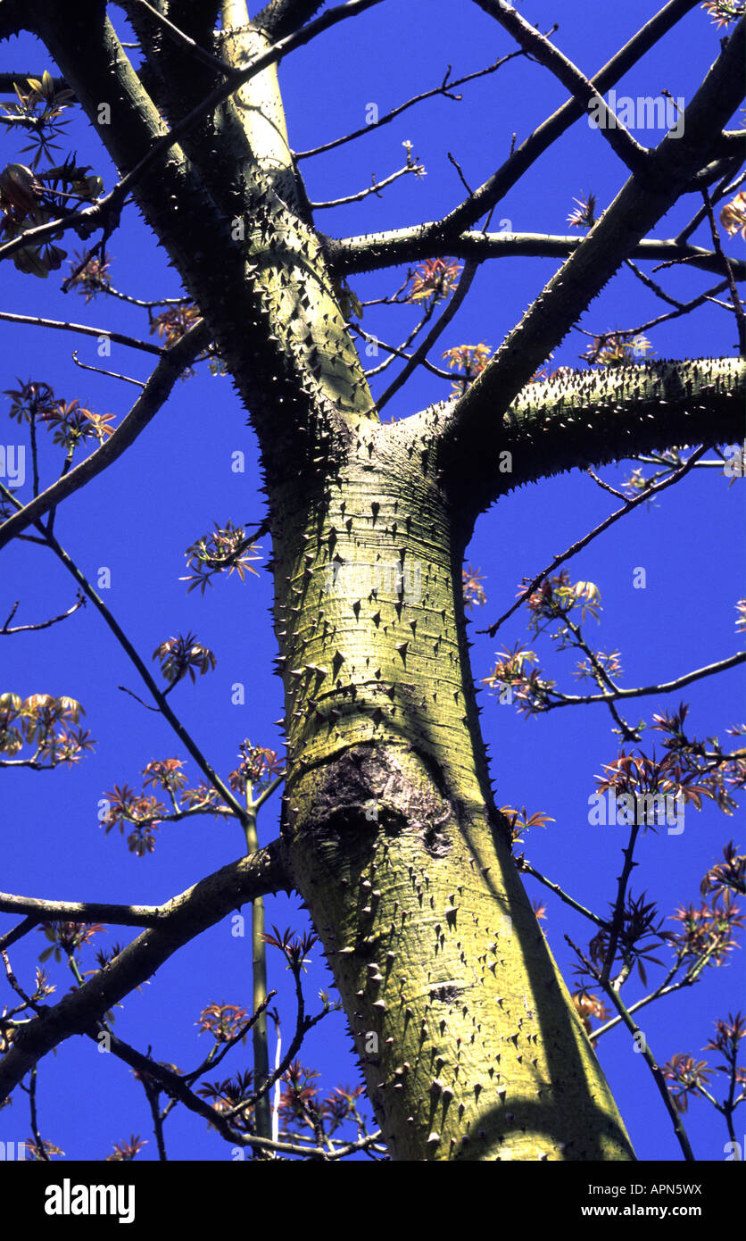 Surface ceiba speciosa chorisia hi-res stock photography and images - Alamy