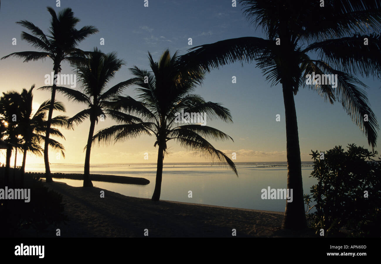 Pale Dawn sky and palm trees in Rarotonga the Cook Islands Stock Photo ...