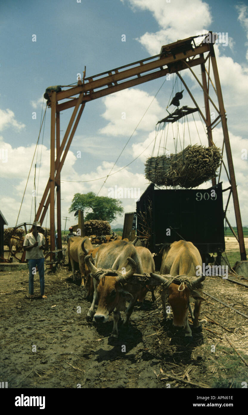 Loading Truck With Sugar Cane High Resolution Stock Photography and ...