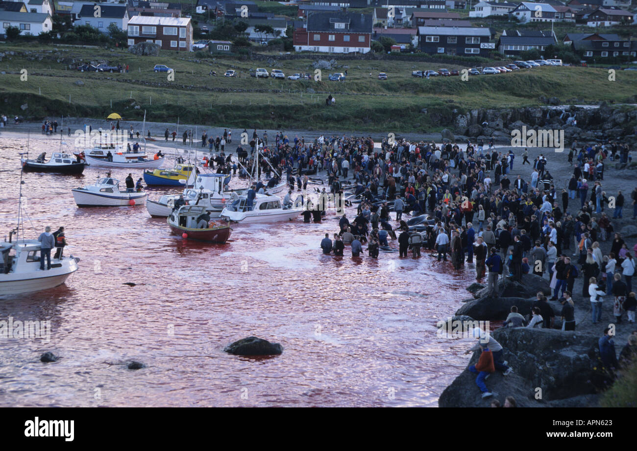 Grindadrap or traditional slaughter of pods of Pilot Whales Torshavn ...