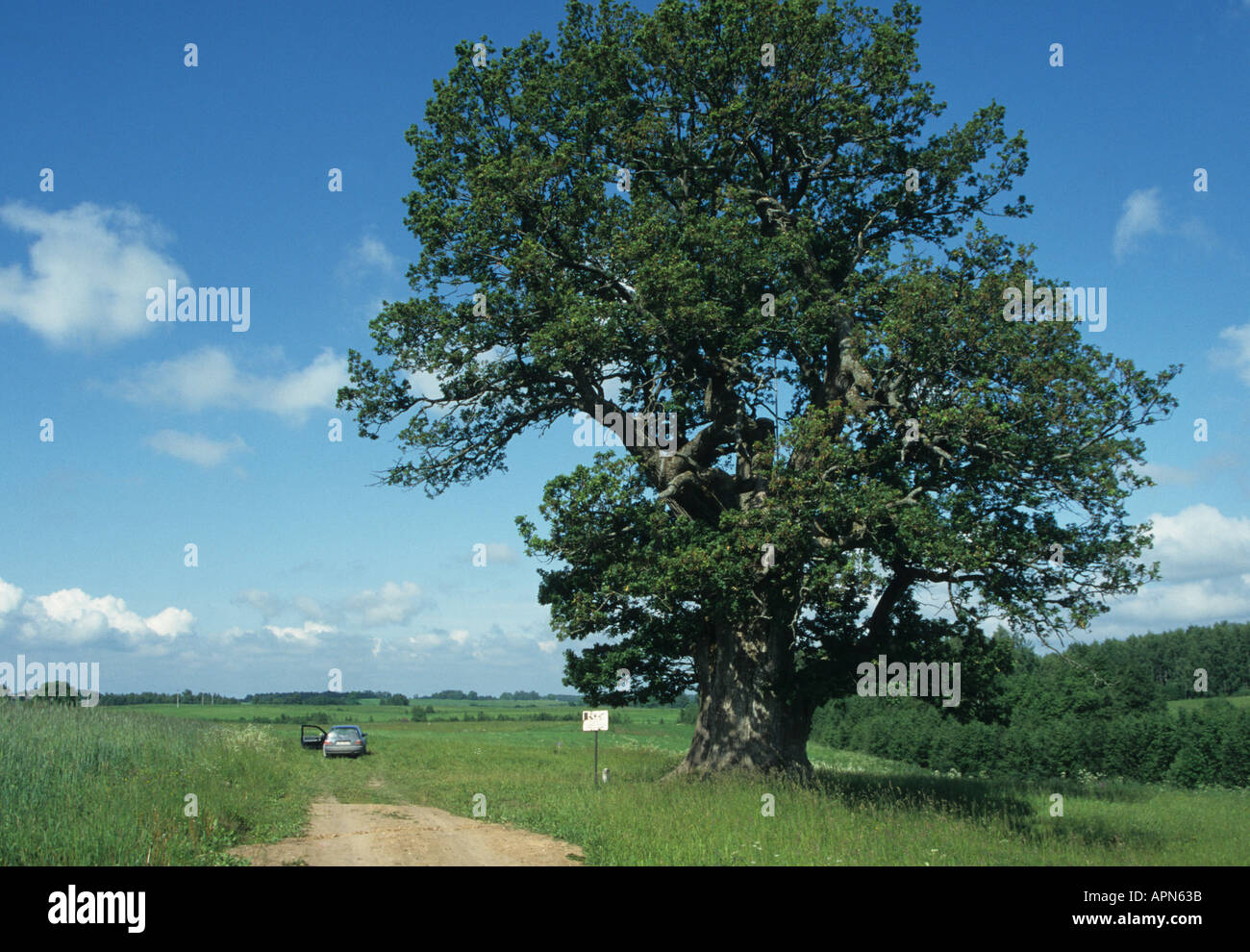 The sacred and symbolic oak of Estonia Stock Photo - Alamy