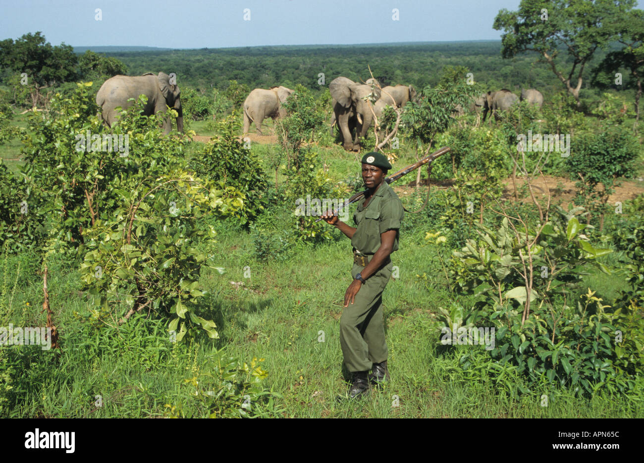 Wildlife guard and savannah elephants in Mole National Park central ...