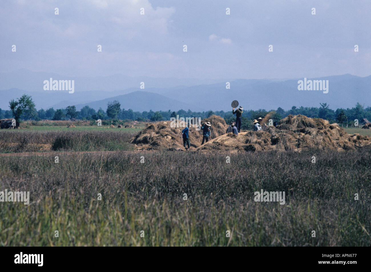 Rice flails hi-res stock photography and images - Alamy