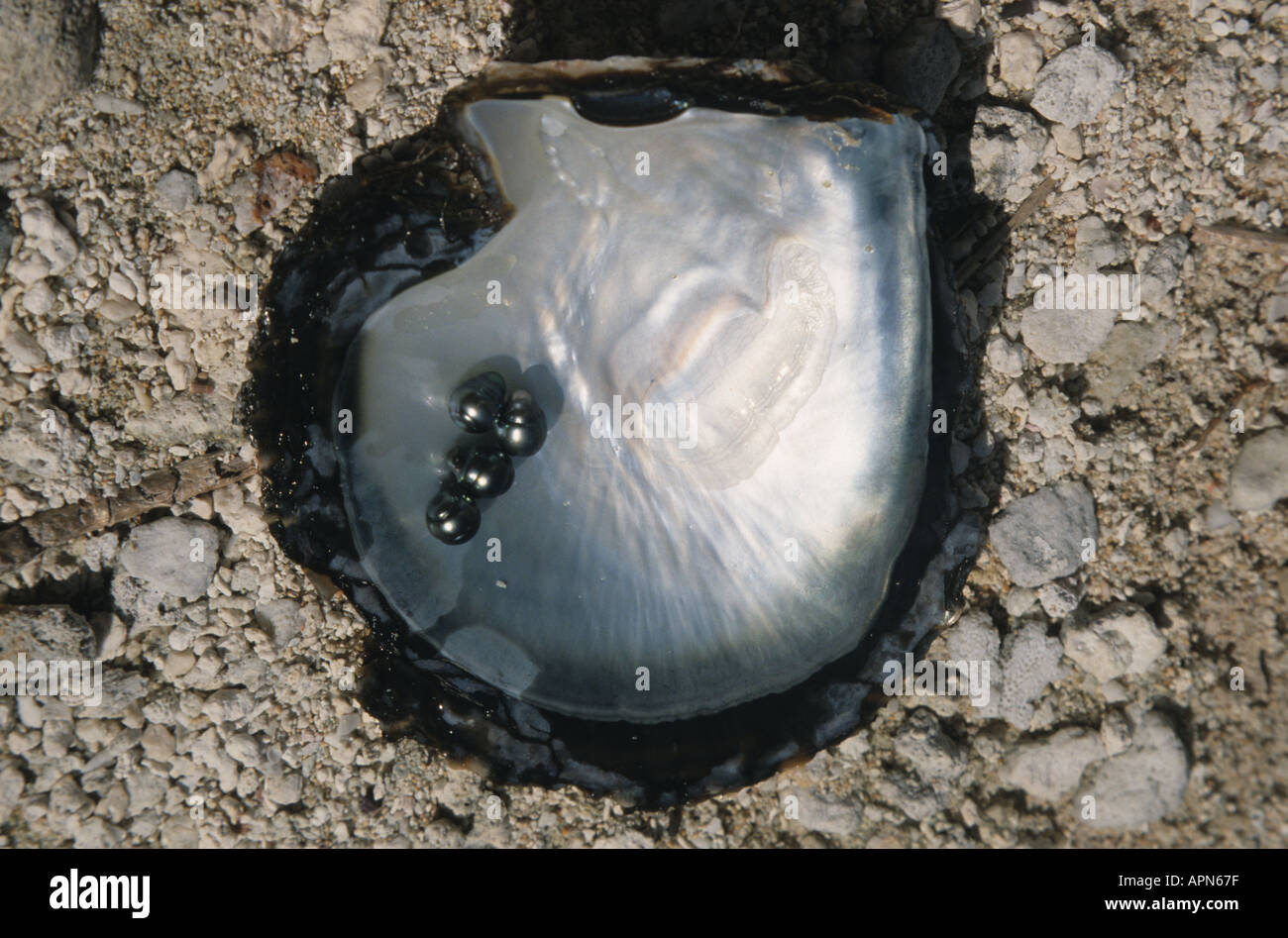 Black pearl and shell from lagoon in Manihi island the Tuamotus French ...