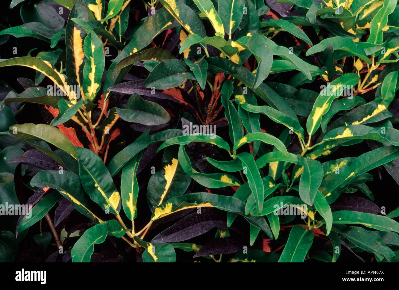 Striking foliage plants hi-res stock photography and images - Alamy