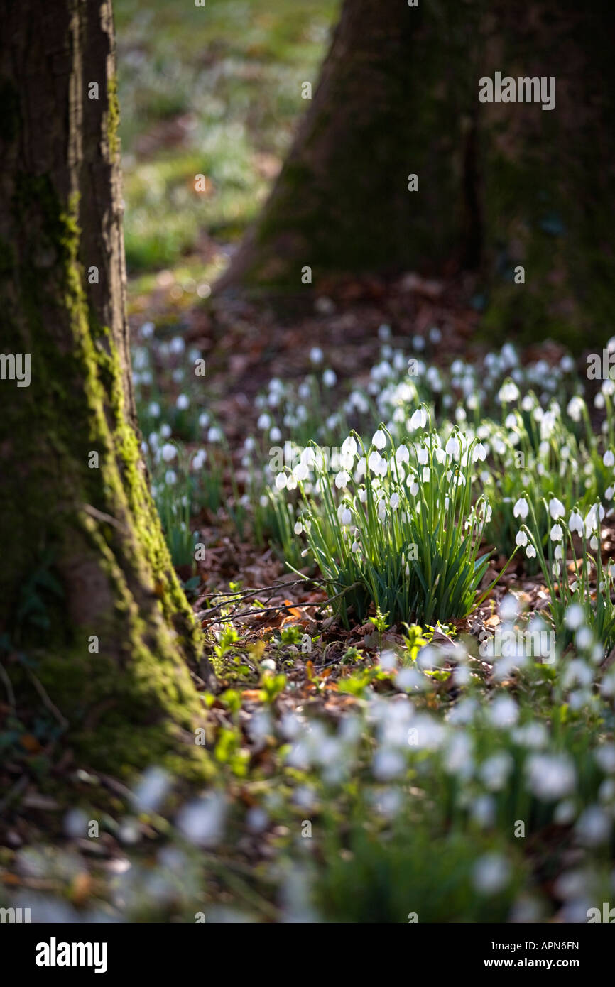 Snowdrops at Colesbourne Park Estate Gloucestershire UK Stock Photo - Alamy