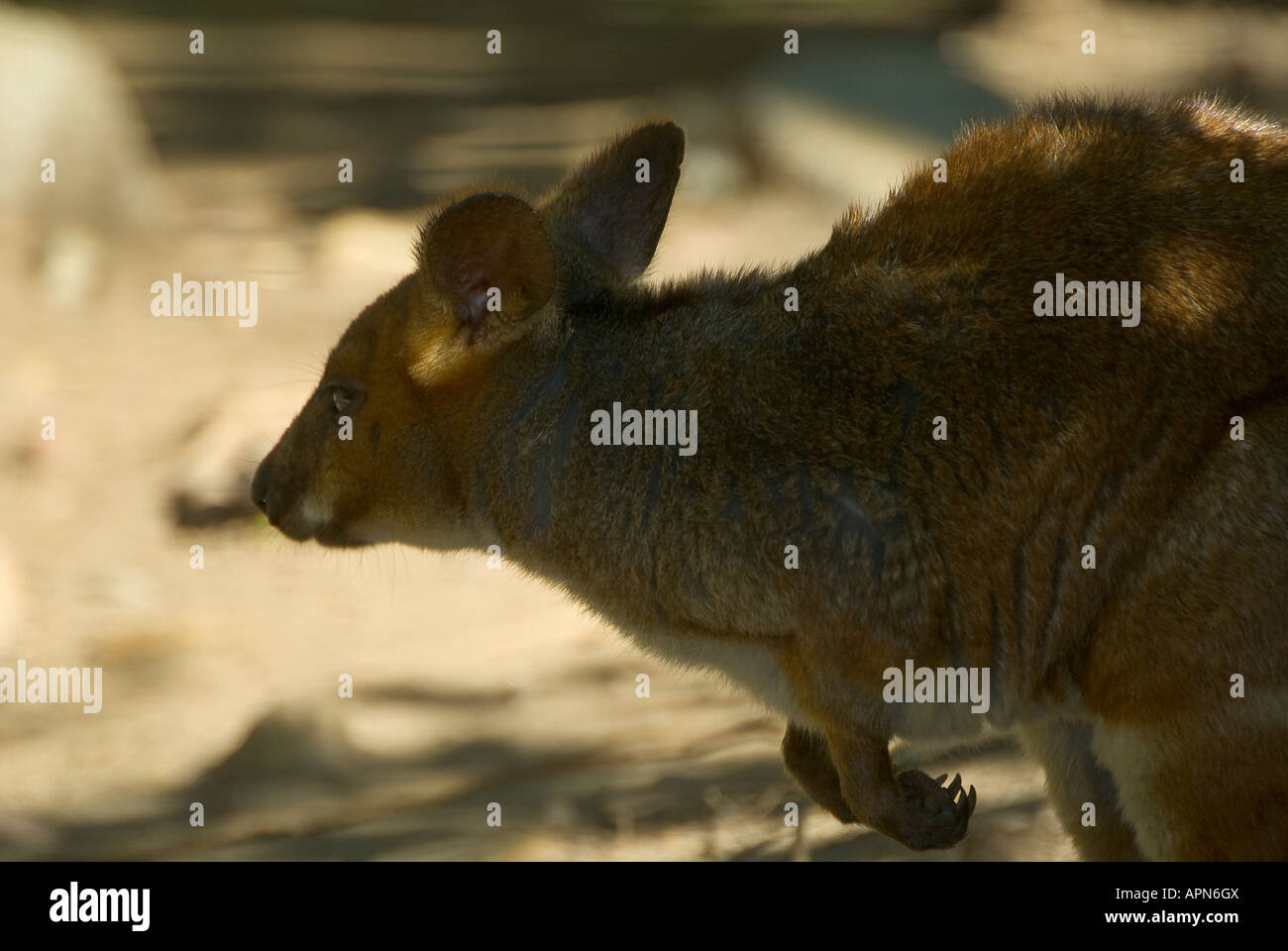 Red-necked Pademelon Thylogale thetis Stock Photo - Alamy