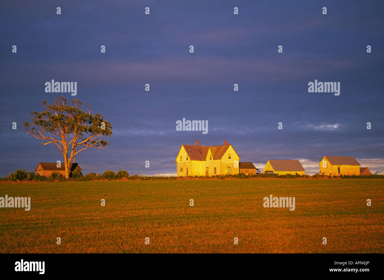 A remote farmhouse and a wheat field on a small farm on the coast of ...