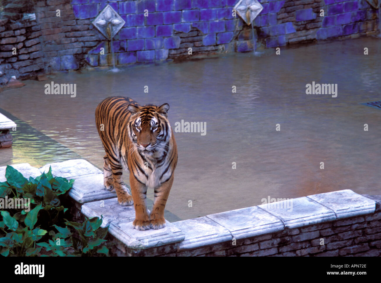 Tiger at pool Stock Photo - Alamy