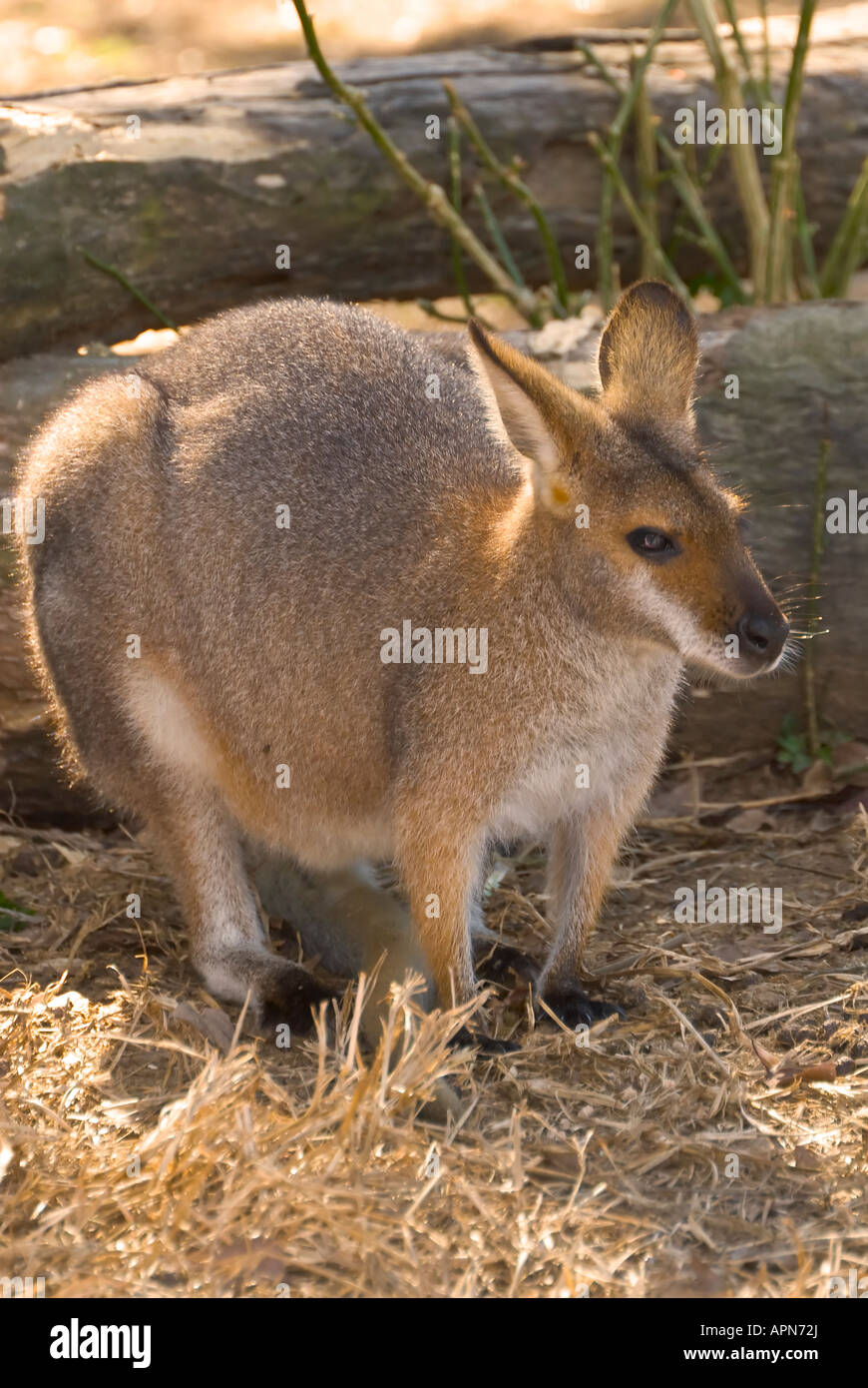 Red-necked Wallaby Macropus rufogriseus Stock Photo - Alamy