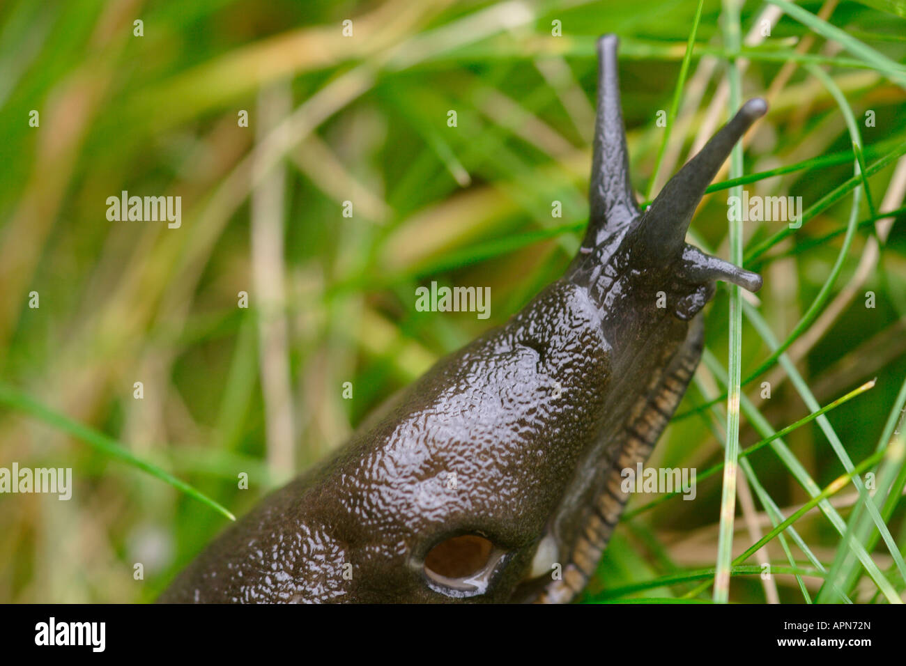 Large Black Slug, Arion ater, UK Stock Photo - Alamy