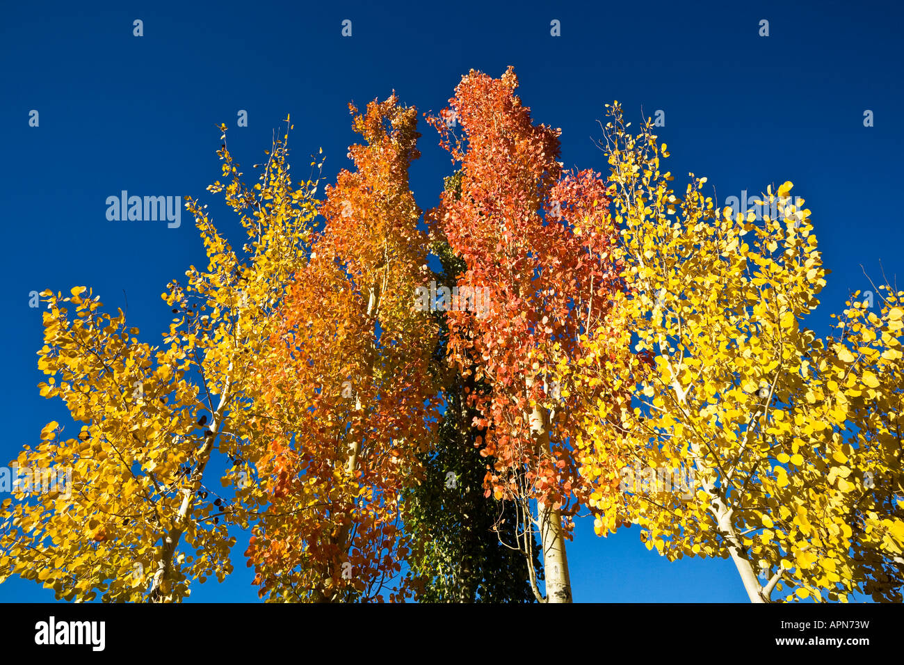 Swedish aspen trees populus tremula hi-res stock photography and images ...