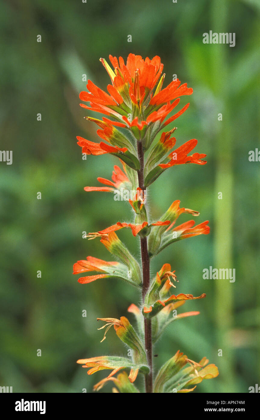 Indian Paintbrush Castilleja sp Oregon Stock Photo - Alamy