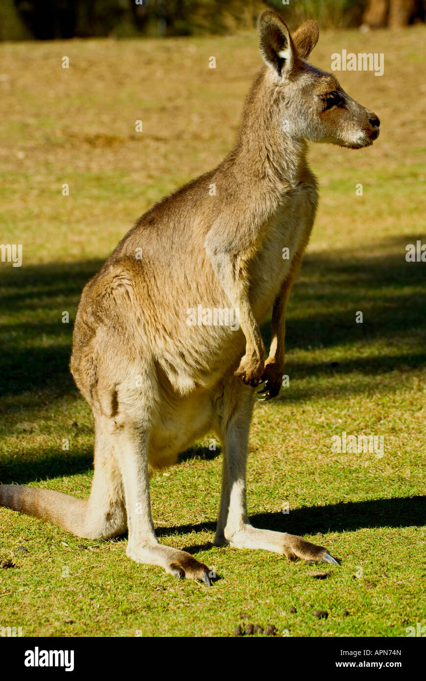 Eastern Grey Kangaroo Stock Photo - Alamy