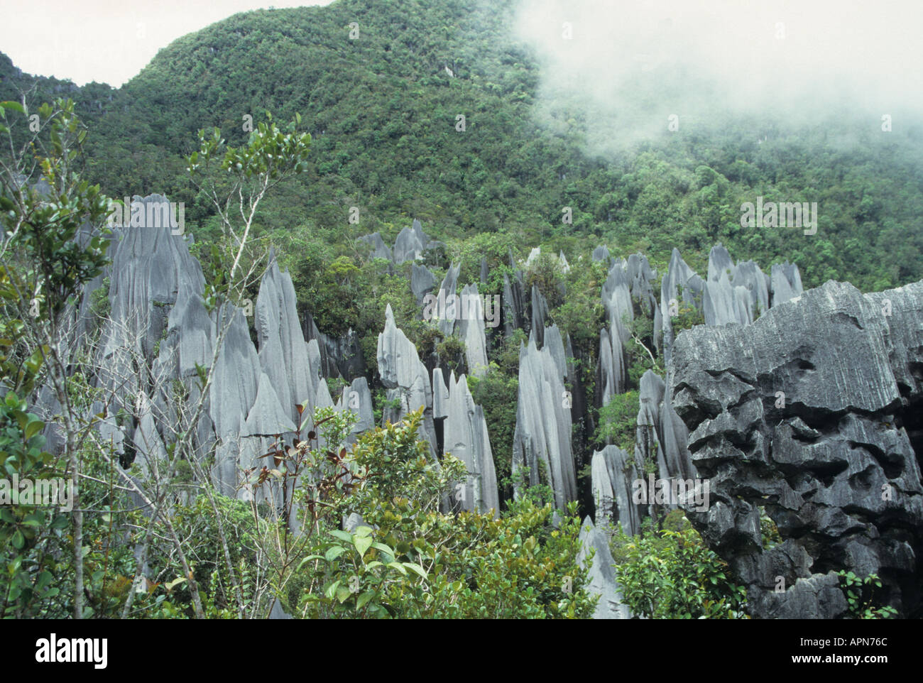 Limestone pinnacles in the Gunung Mulu National Park Sarawak Malaysia ...