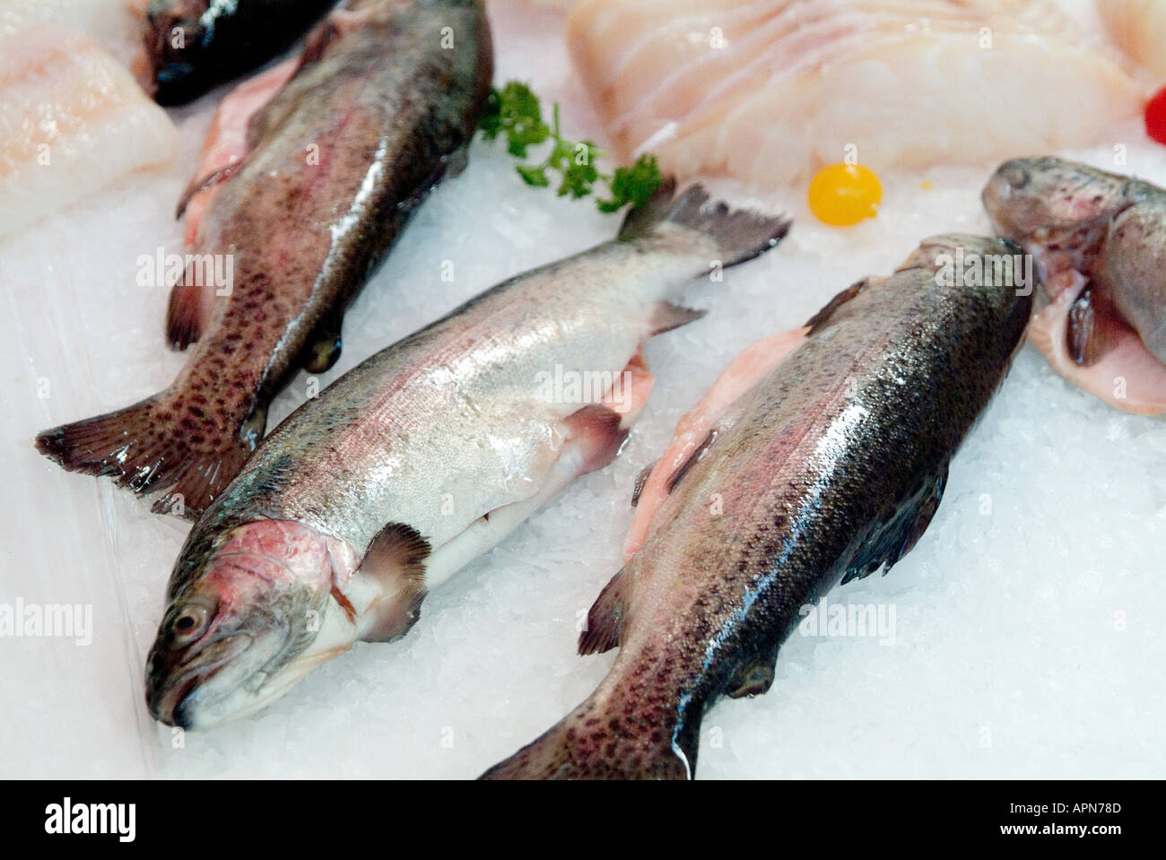 Sticks to catch fish hi-res stock photography and images - Alamy