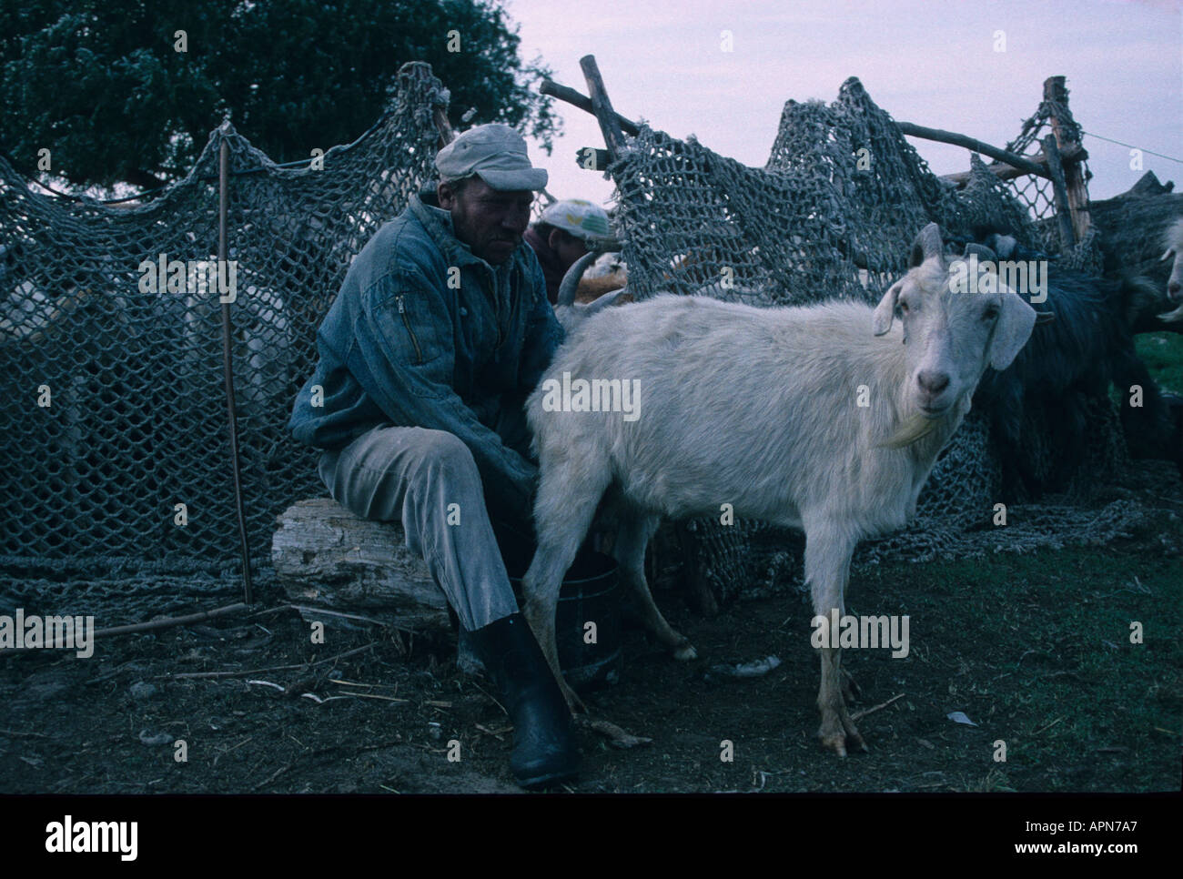 Shepherd milking goat on the banks of the Danube in southern Romania ...