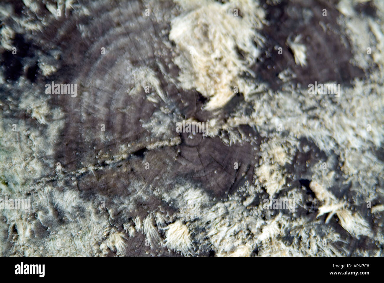 Abstracts in mold Stock Photo - Alamy